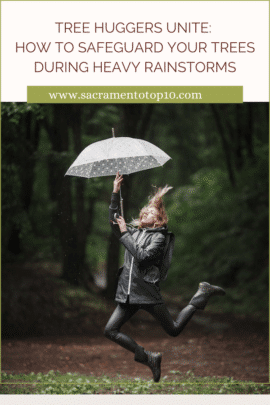 Tree Huggers Unite: How to Safeguard Your Trees During Heavy Rainstorms ...