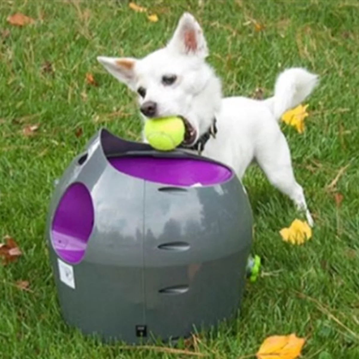 Best Pet Products for 2024 - Sacramento Top 10