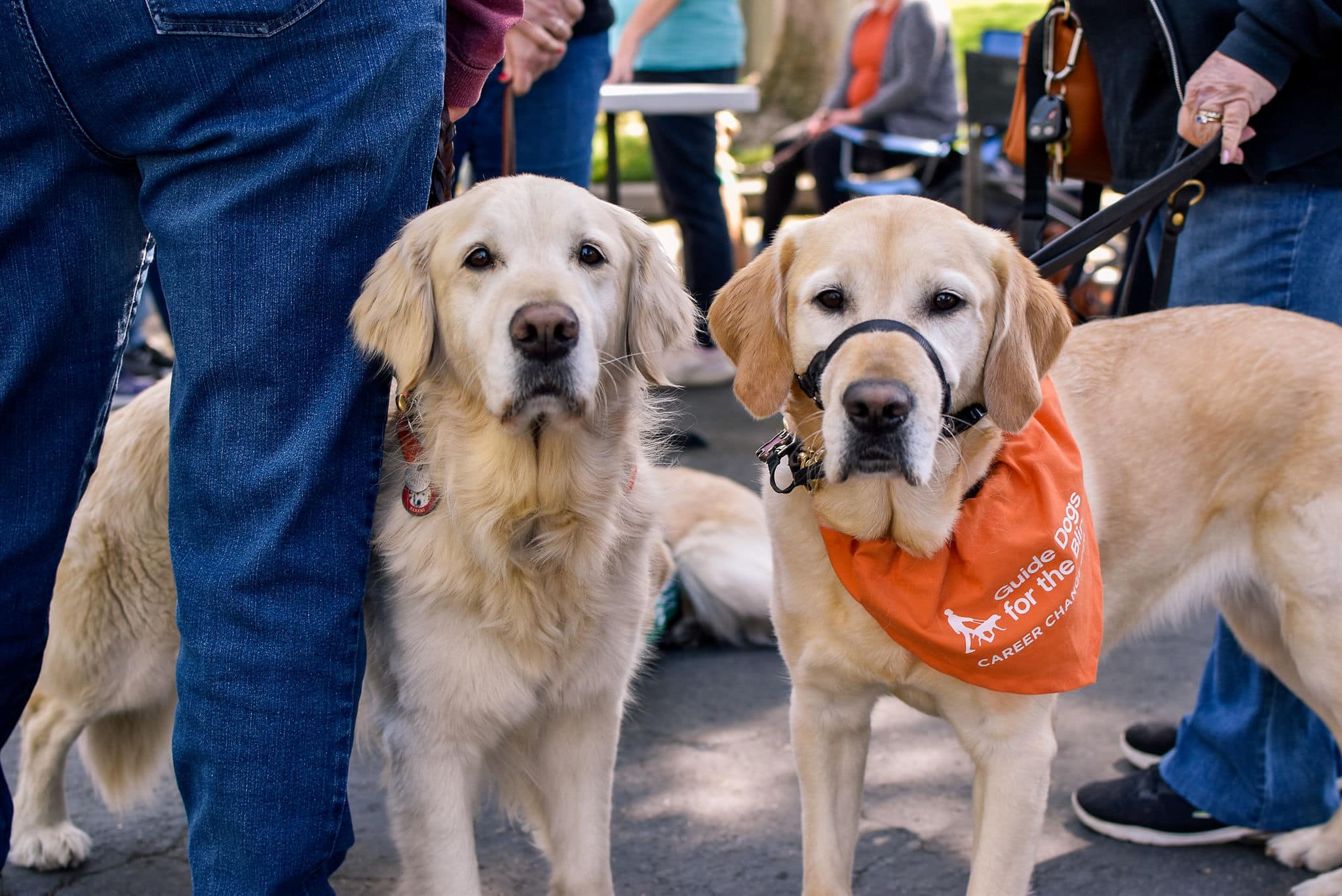 A Day of Fun at Dogs with Jobs - Sacramento Top 10